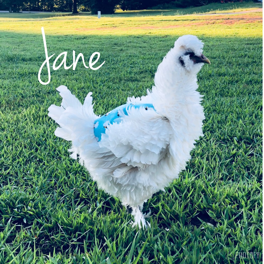 Chickens – Children, Chickens, & More!